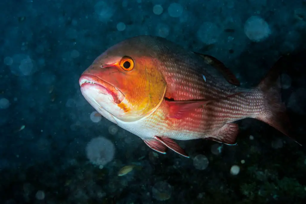 Can You Catch Red Snapper from the Shore? – Surfcasting Republic