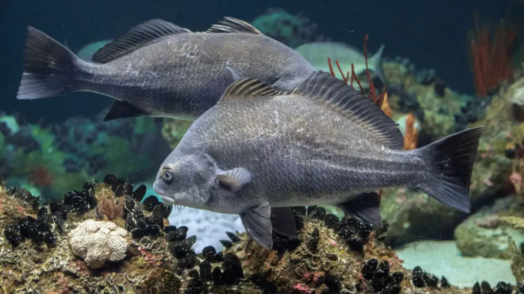 Different Types of Fish You Can Catch When Surf Fishing – Surfcasting ...