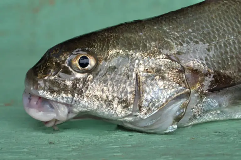 Different Types of Fish You Can Catch When Surf Fishing – Surfcasting ...