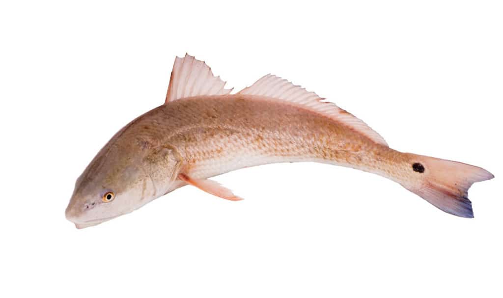 Different Types of Fish You Can Catch When Surf Fishing – Surfcasting ...