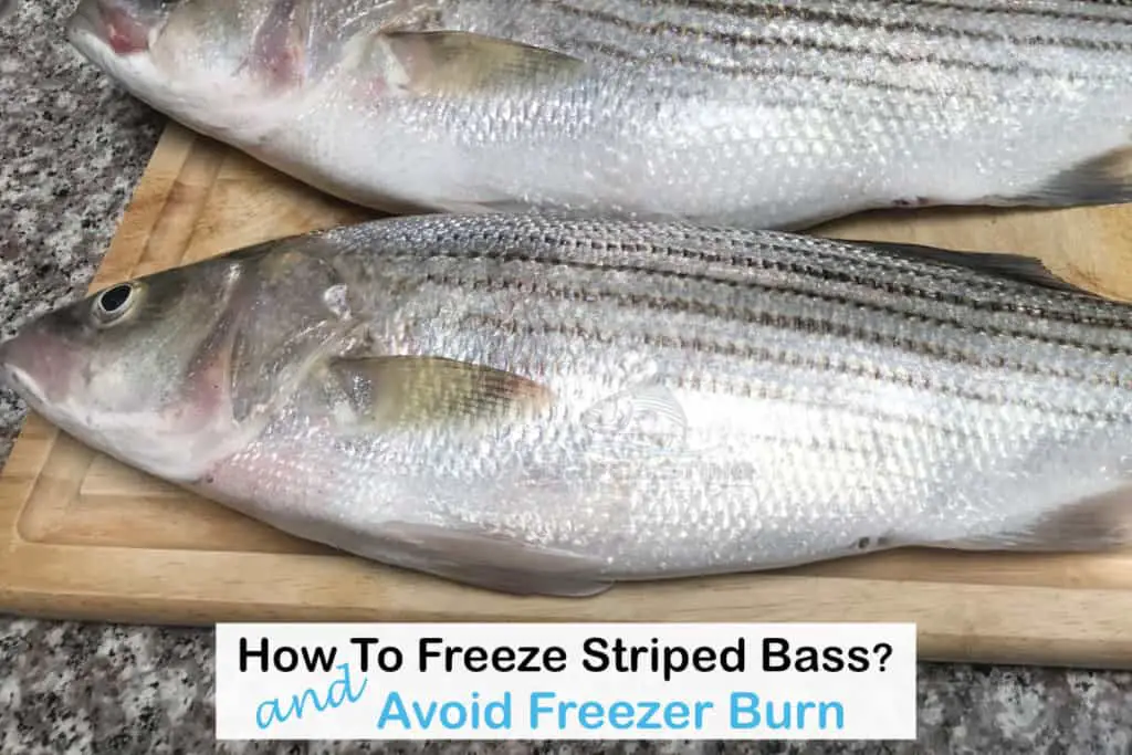 How To Properly Freeze Striped Bass And Avoid Freezer Burn ...