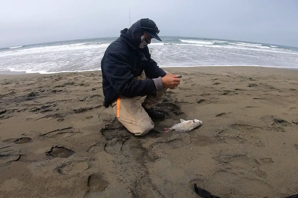 How To Surf Fish For Surf Perch? Surf Perch Fishing 101 – Surfcasting ...