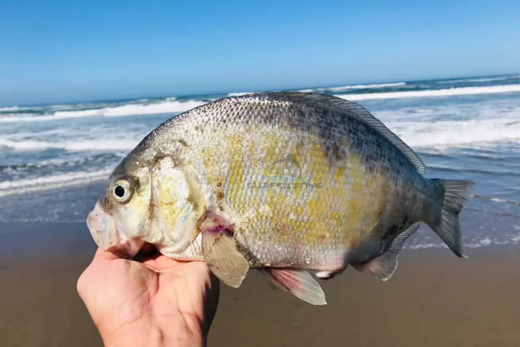 How To Surf Fish For Surf Perch? Surf Perch Fishing 101 – Surfcasting ...