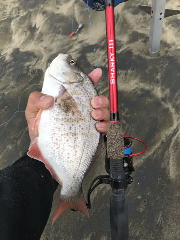 How To Surf Fish For Surf Perch? Surf Perch Fishing 101 – Surfcasting ...