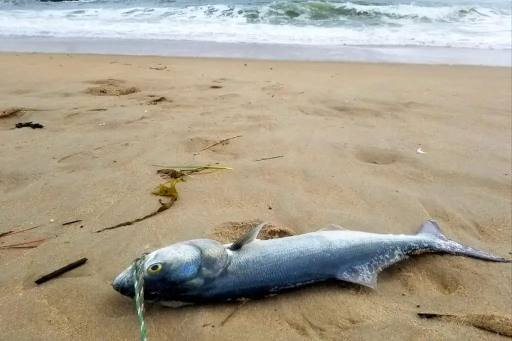 Surf Fishing For Bluefish: A Complete Guide – Surfcasting Republic