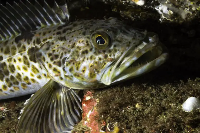 How to Catch Lingcod From the Shore? Lingcod Fishing 101. – Surfcasting ...