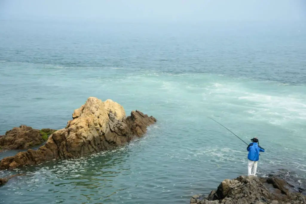 How to Catch Lingcod From the Shore? Lingcod Fishing 101. – Surfcasting ...