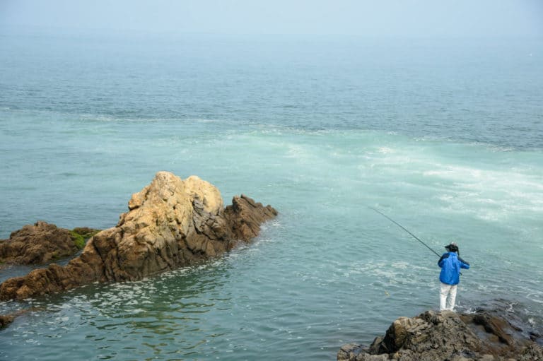 How to Catch Lingcod From the Shore? Lingcod Fishing 101. – Surfcasting ...