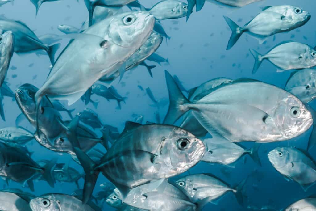 How Far You Should Cast When Surf Fishing for Pompano? – Surfcasting ...