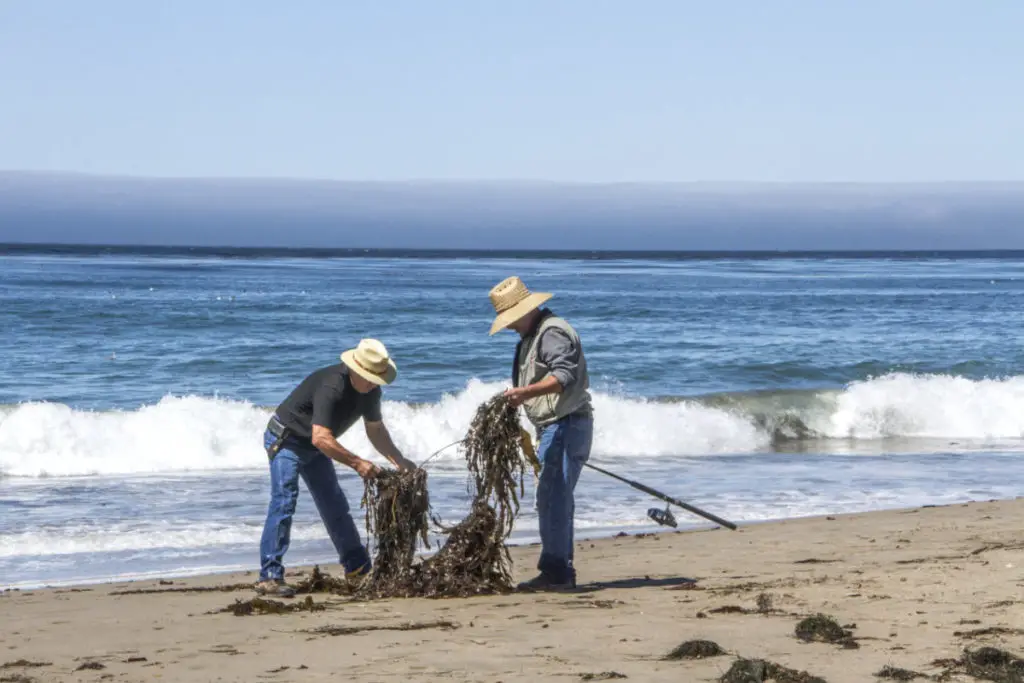 How To Avoid Seaweed When Surf Fishing – Surfcasting Republic