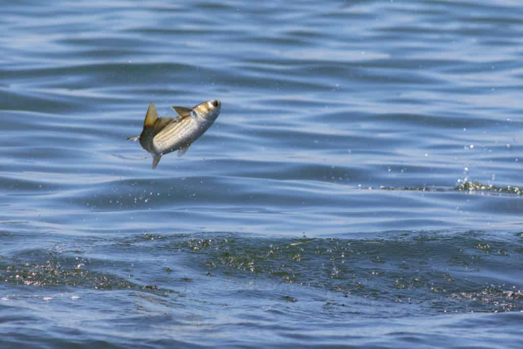 How To Rig Mullet For Surf Fishing – Detailed Guide! – Surfcasting Republic