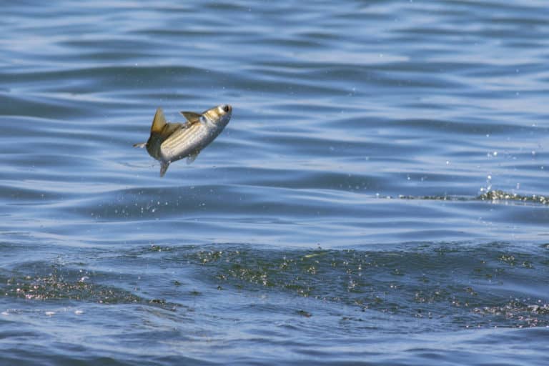 How To Rig Mullet For Surf Fishing – Detailed Guide! – Surfcasting Republic