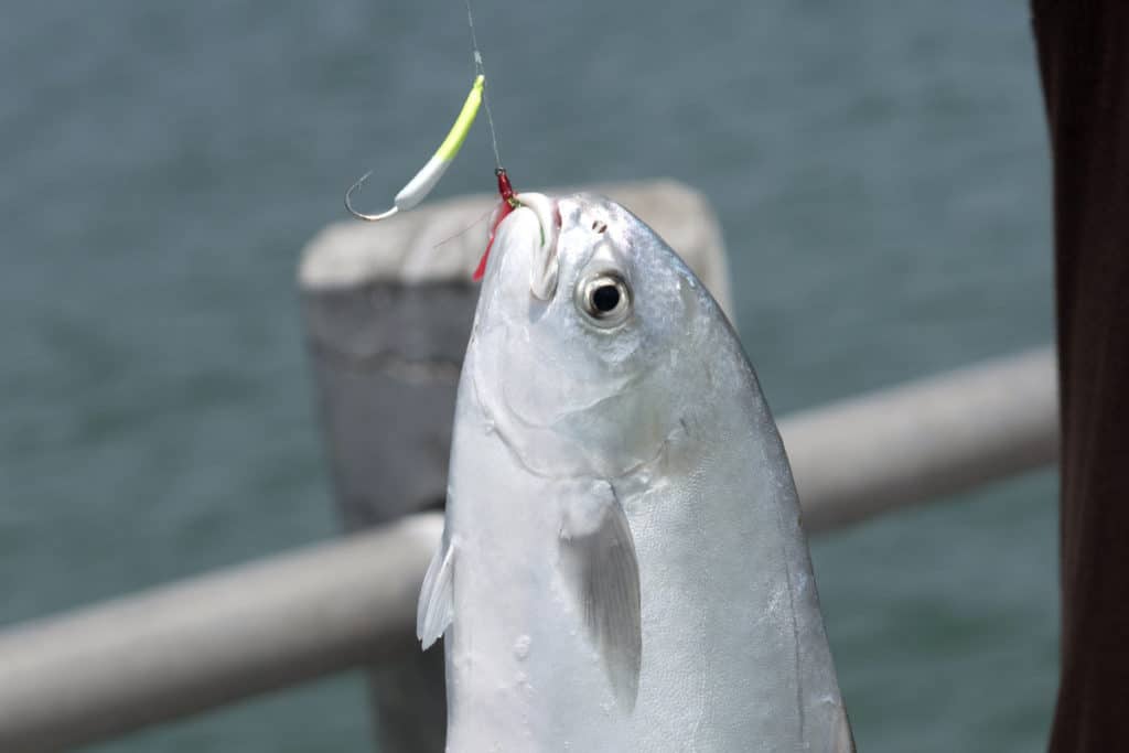 What Is A Pompano Rig For Surf Fishing? – Surfcasting Republic