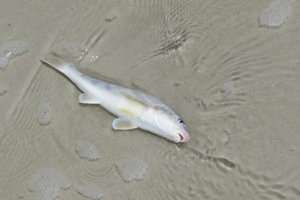 Surf Fishing For Whiting: A Complete Guide For Beginners – Surfcasting ...