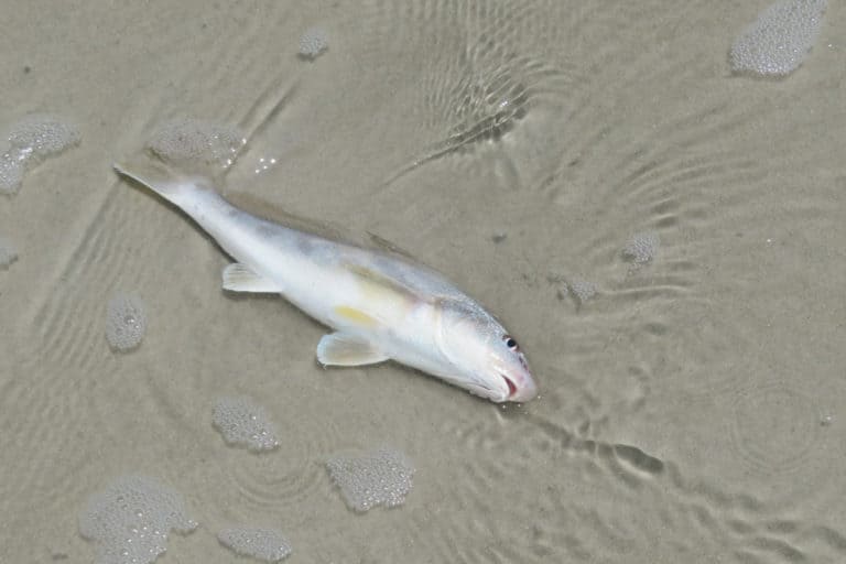 Surf Fishing For Whiting: A Complete Guide For Beginners – Surfcasting ...