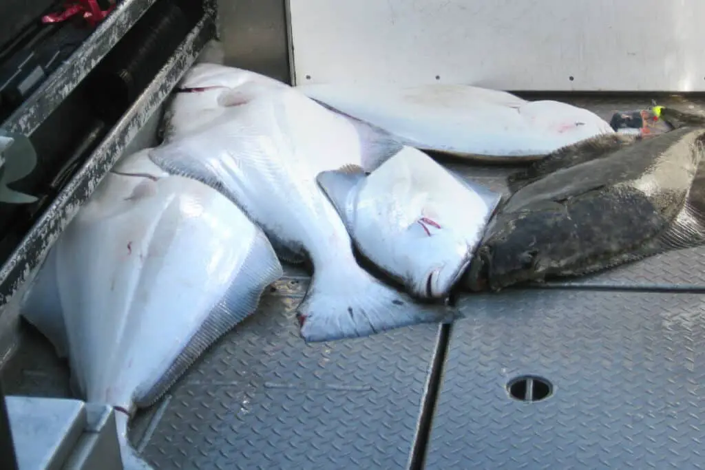 How To Properly Bleed a Halibut – The Complete Guide With Videos ...