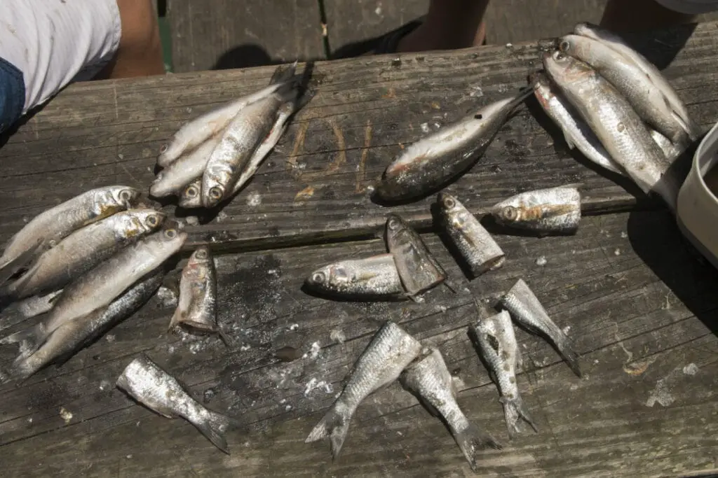 What Is the Best Bait For Surf Fishing At Night? – Surfcasting Republic